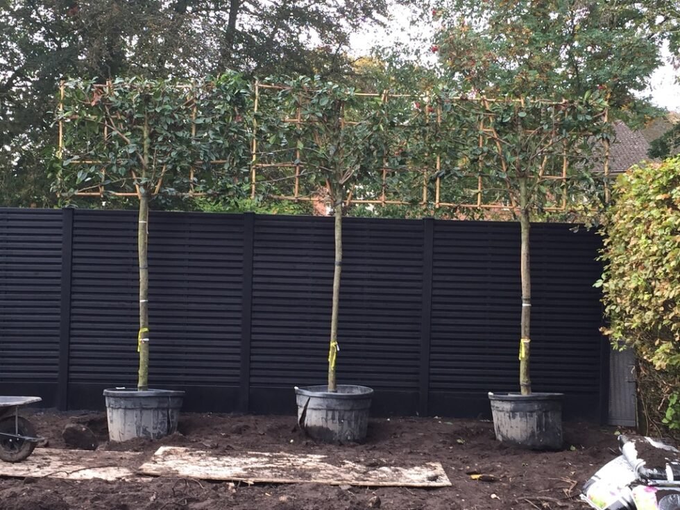 Pleached Trees Cheshire | Types, Care & Landscaping