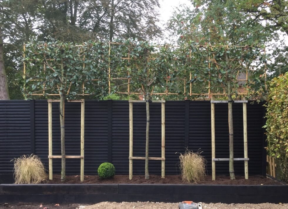 Pleached Trees Cheshire | Types, Care & Landscaping