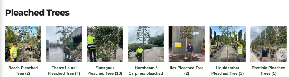 Pleached Trees Cheshire | Types, Care & Landscaping