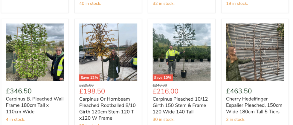 Pleached Trees Cheshire | Types, Care & Landscaping